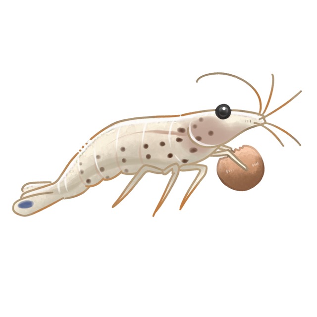 ペットちゃんイラスト化【空想OK】 | SKIMA（スキマ）